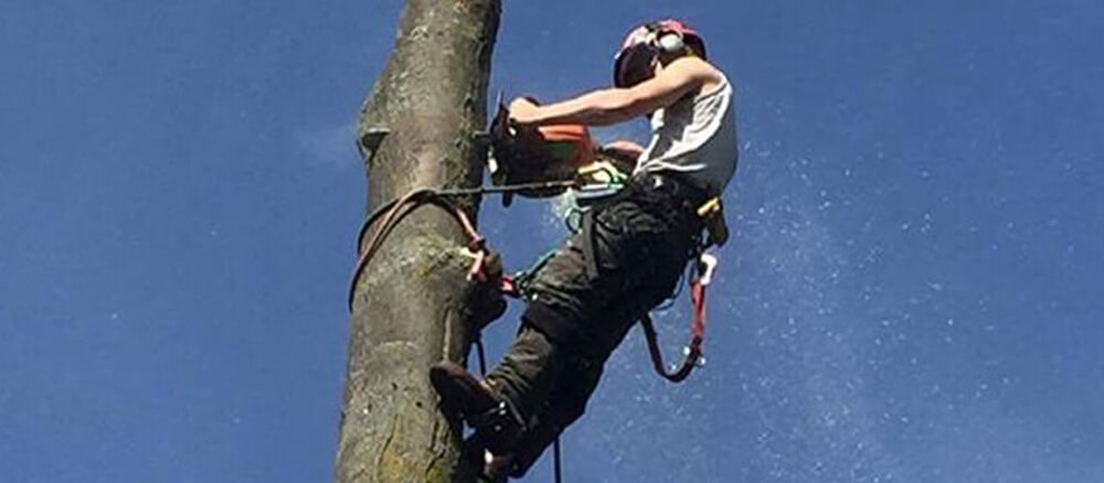 Tree removal | Transform Landscapes