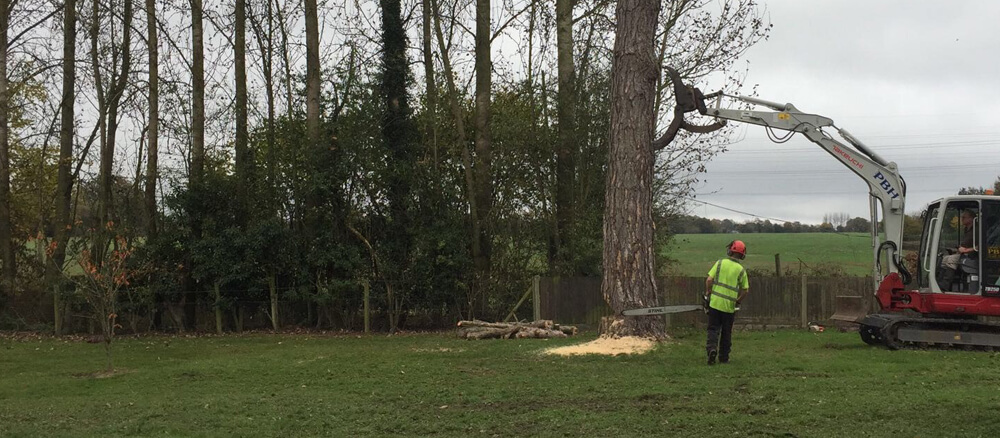 Tree removal | Transform Landscapes